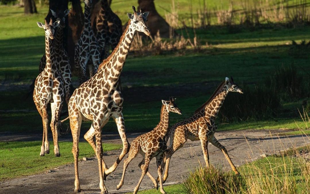 Disney's Animal Kingdom Archives | Planificar viaje estancia y visita a ...
